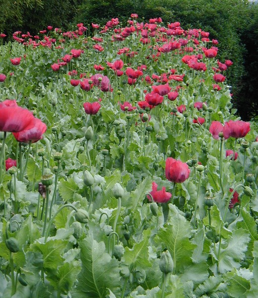 BelleWood-Gardens - Diary