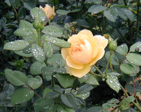 BelleWood-Gardens - Diary