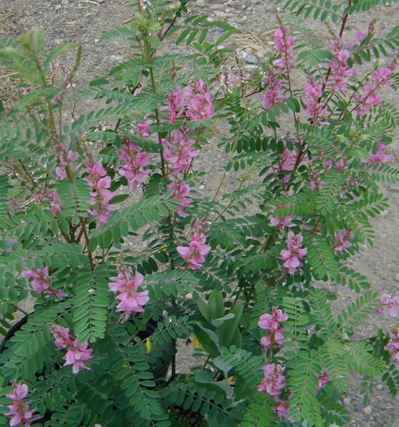 BelleWood-Gardens - Diary