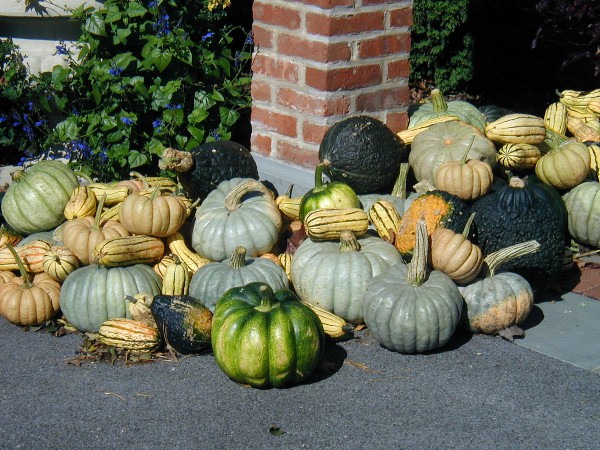 BelleWood-Gardens - Diary