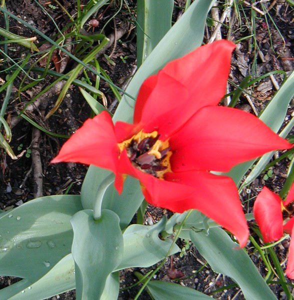 BelleWood-Gardens - Diary