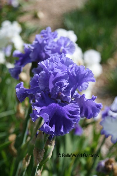 BelleWood-Gardens - Diary