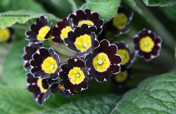 BelleWood-Gardens - Diary