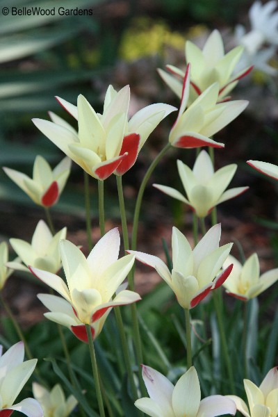 BelleWood-Gardens - Diary