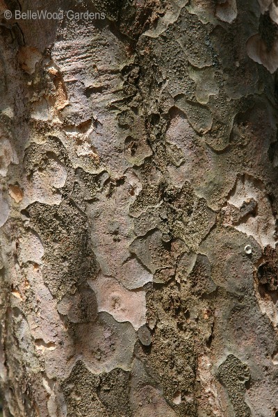 BelleWood-Gardens - Diary