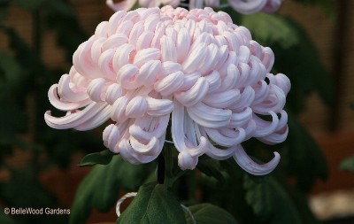 BelleWood-Gardens - Diary