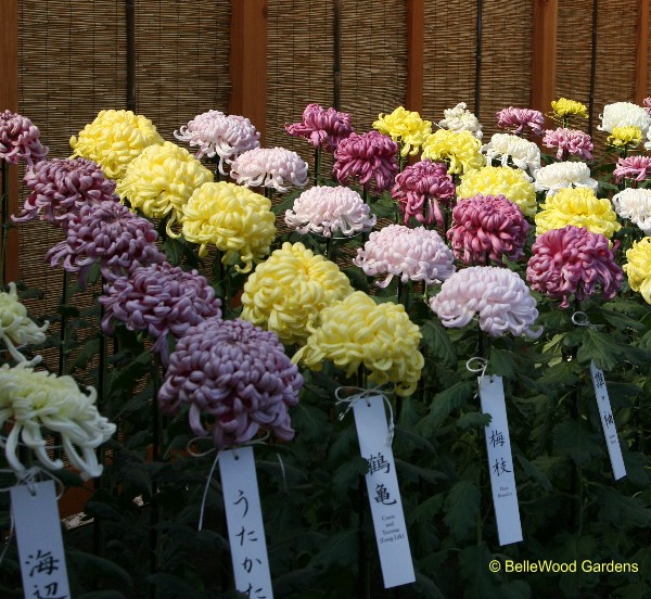 BelleWood-Gardens - Diary