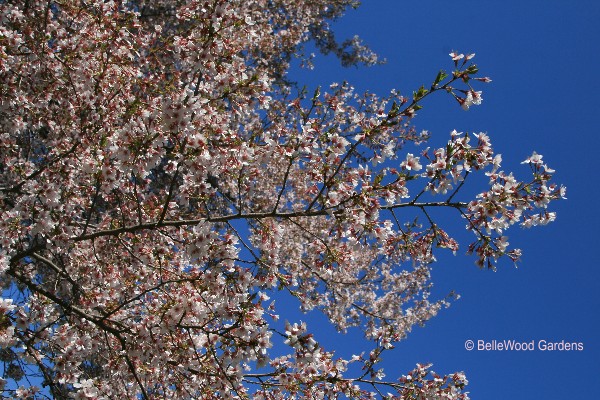 BelleWood-Gardens - Diary