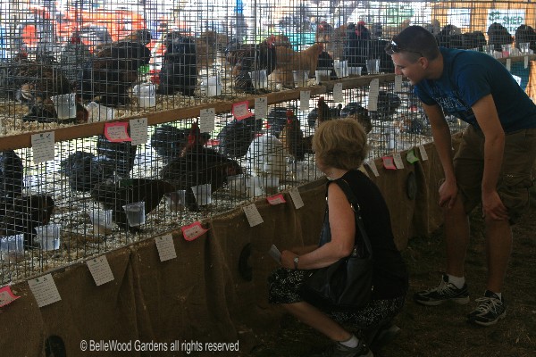 BelleWood-Gardens - Diary