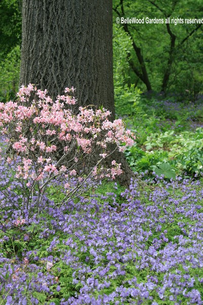 BelleWood-Gardens - Diary