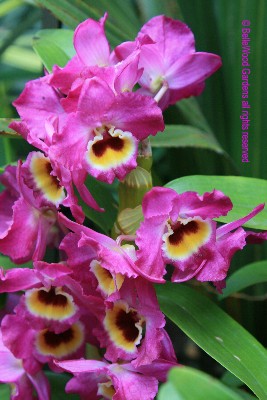 BelleWood-Gardens - Diary