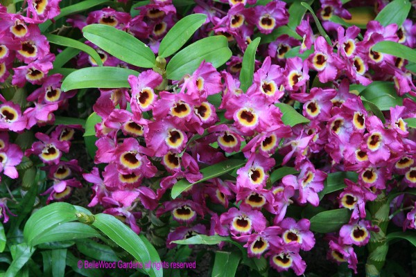 BelleWood-Gardens - Diary