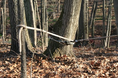 BelleWood-Gardens - Diary