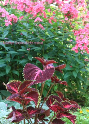 BelleWood-Gardens - Diary