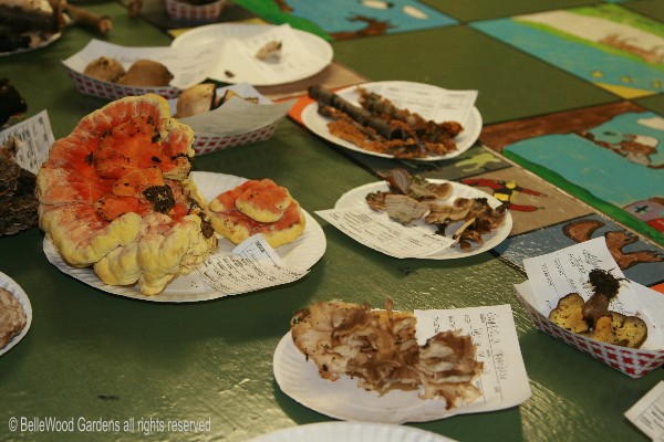 BelleWood-Gardens - Diary