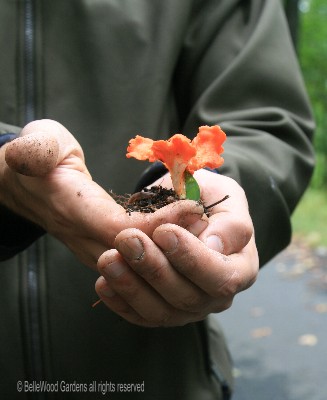 BelleWood-Gardens - Diary