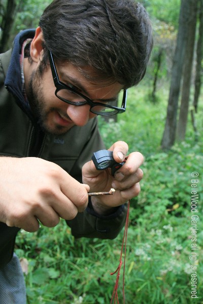 BelleWood-Gardens - Diary