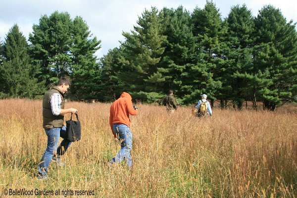 BelleWood-Gardens - Diary