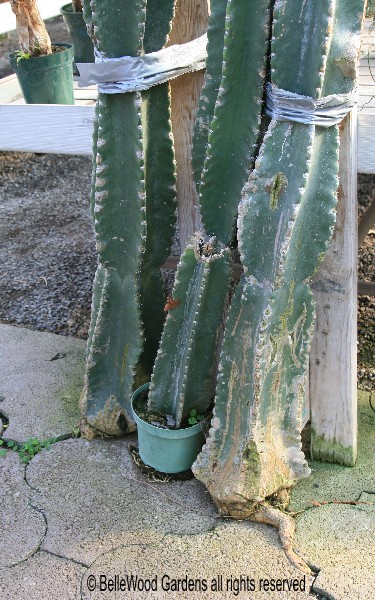 BelleWood-Gardens - Diary