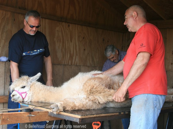 BelleWood-Gardens - Diary