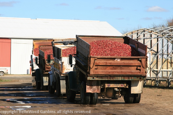 BelleWood-Gardens - Diary