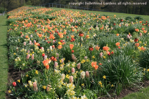 BelleWood-Gardens - Diary