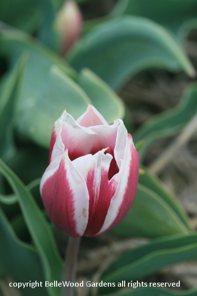 BelleWood-Gardens - Diary