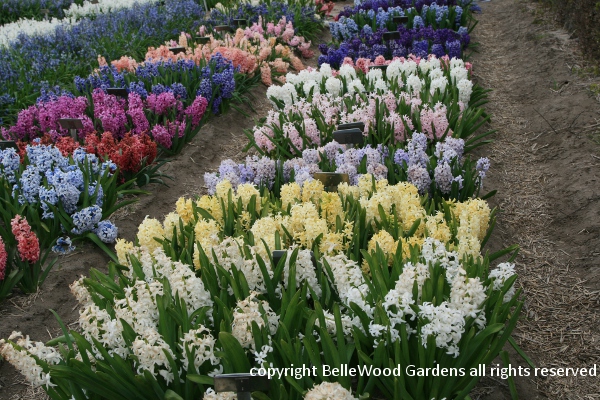BelleWood-Gardens - Diary