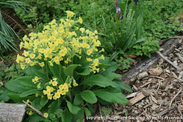 BelleWood-Gardens - Diary