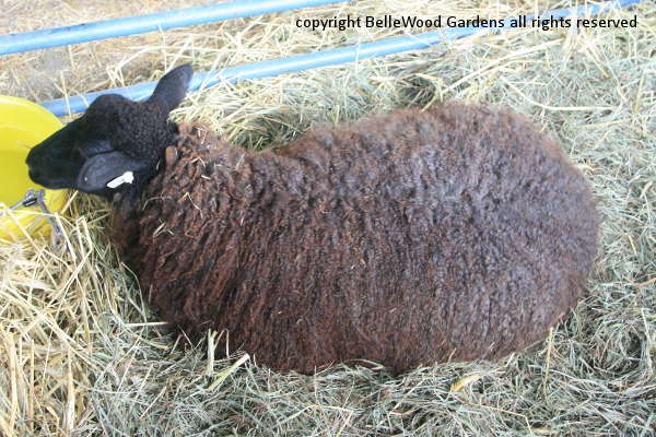 BelleWood-Gardens - Diary