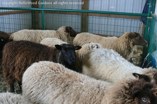 BelleWood-Gardens - Diary