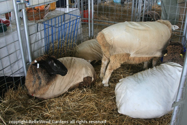 BelleWood-Gardens - Diary