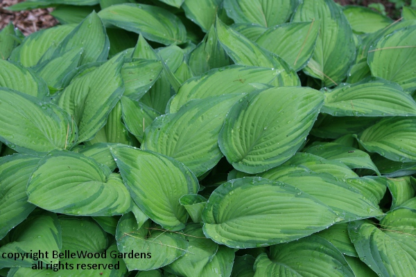 BelleWood-Gardens - Diary