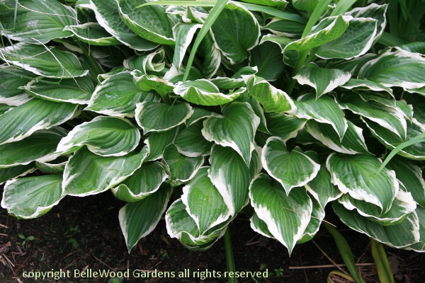 BelleWood-Gardens - Diary