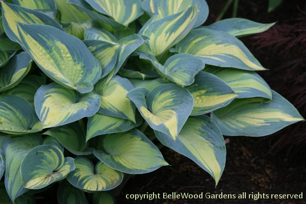 BelleWood-Gardens - Diary