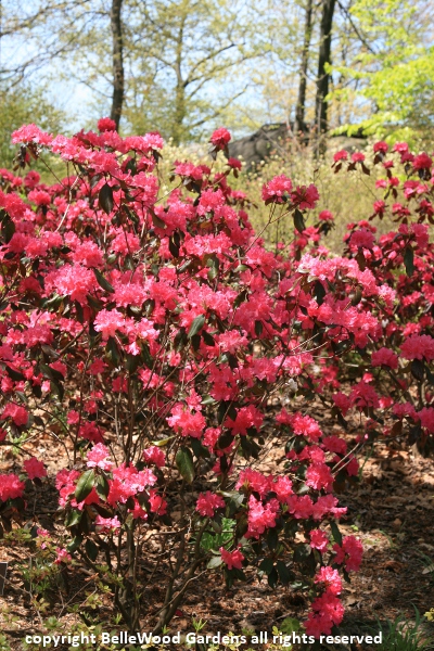 BelleWood-Gardens - Diary