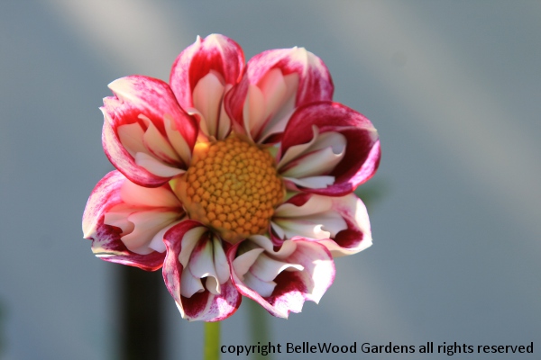 BelleWood-Gardens - Diary
