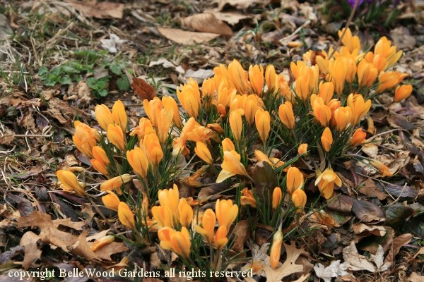 BelleWood-Gardens - Diary