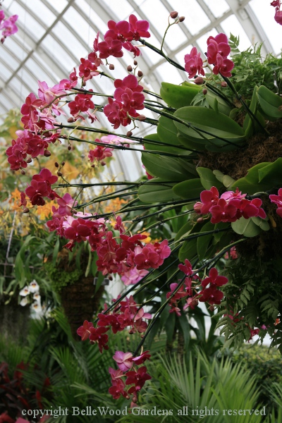 BelleWood-Gardens - Diary