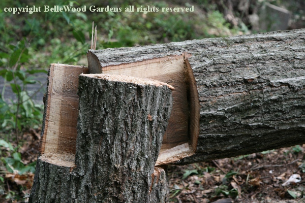 BelleWood-Gardens - Diary