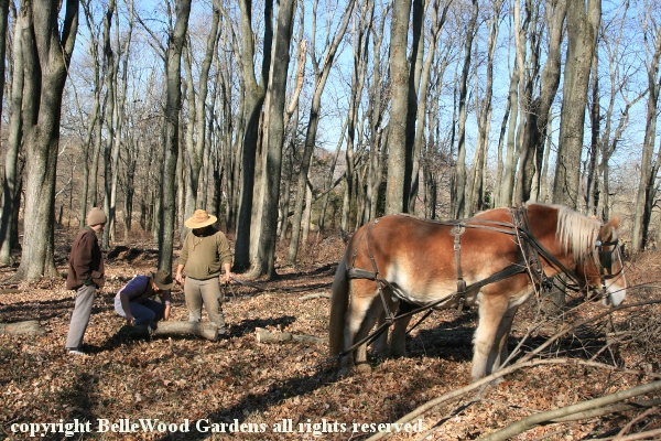 BelleWood-Gardens - Diary