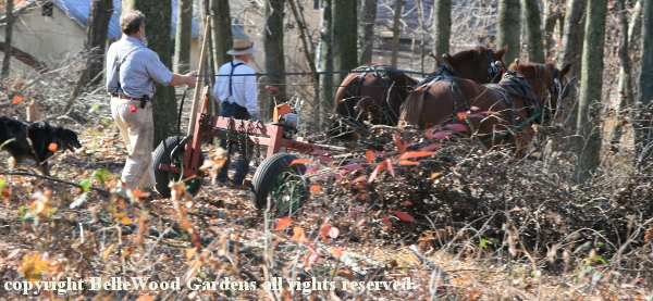 BelleWood-Gardens - Diary