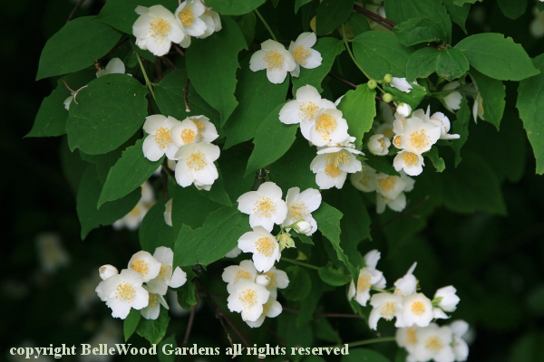 BelleWood-Gardens - Diary