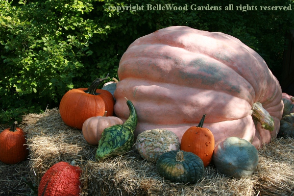BelleWood-Gardens - Diary