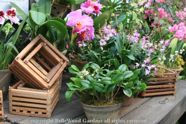 BelleWood-Gardens - Diary