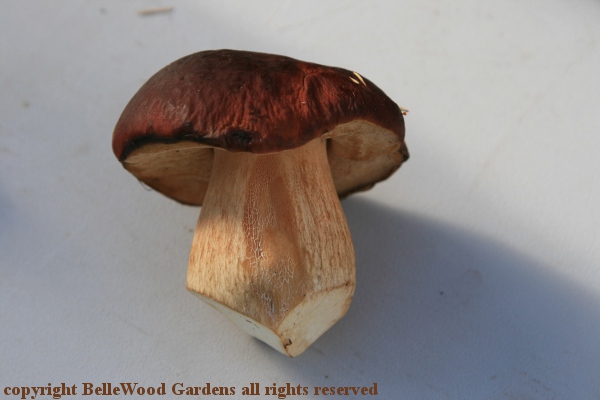 BelleWood-Gardens - Diary