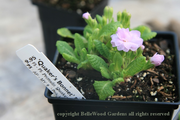 BelleWood-Gardens - Diary