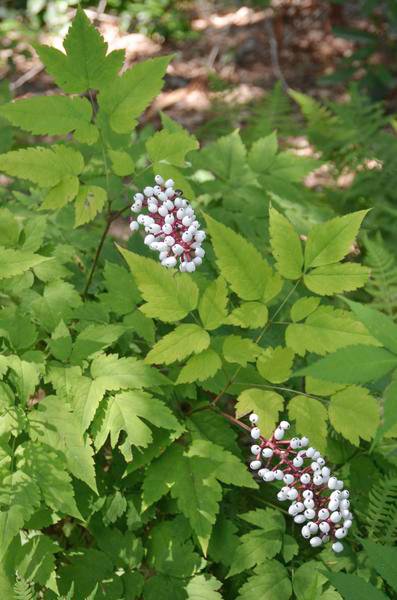 BelleWood-Gardens - Diary