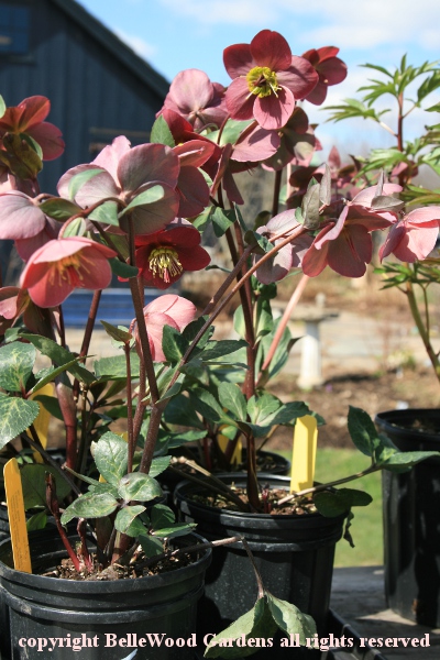 BelleWood-Gardens - Diary