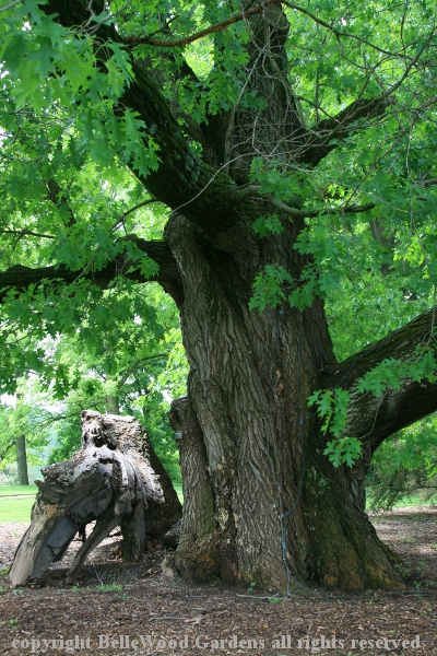 BelleWood-Gardens - Diary